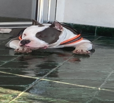 AMERICAN BULLY- MASCHIO - DISPONIBILE PER ACCOPPIAMENTO